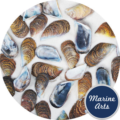 Marine Arts - Wholesale Shells