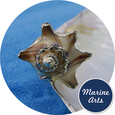 Silver Edge Dish with Shell Accent - Cabebe Clam, Marine Arts ...