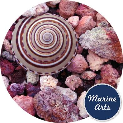 Sundial Shells, Marine Arts - Wholesale Shells