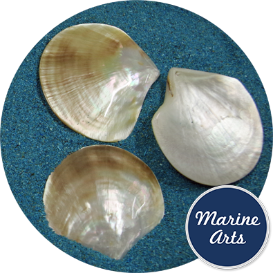 Oyster - Black Lip - Pearl 5cm, Marine Arts - Wholesale Shells