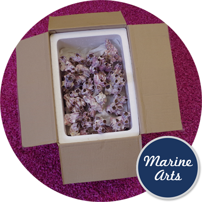 Starfish Barnacles & Urchins, Marine Arts - Wholesale Shells