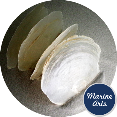 Selected Individual Shells, Marine Arts - Wholesale Shells