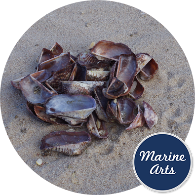 Beachcomber - Garden & Footpath Shells, Marine Arts - Wholesale Shells