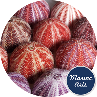 Starfish Barnacles & Urchins, Marine Arts - Wholesale Shells