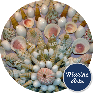 Sea Urchin - Pink, Marine Arts - Wholesale Shells