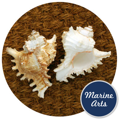 Murex White Medium Plus 10-12.5cm, Marine Arts - Wholesale Shells