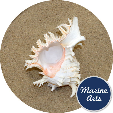 Murex White - Large - 15-17.5cm, Marine Arts - Wholesale Shells