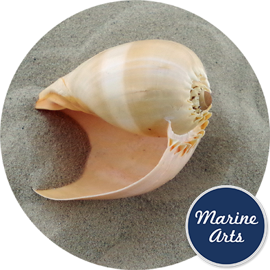 Melon Shell - Selected 17.5-20cm, Marine Arts - Wholesale Shells