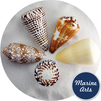Selected Individual Shells, Marine Arts - Wholesale Shells
