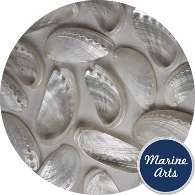 Marine Arts - Wholesale Shells