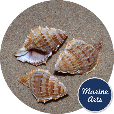 Common Frog Shell - Large - 4-6cm, Marine Arts - Wholesale Shells