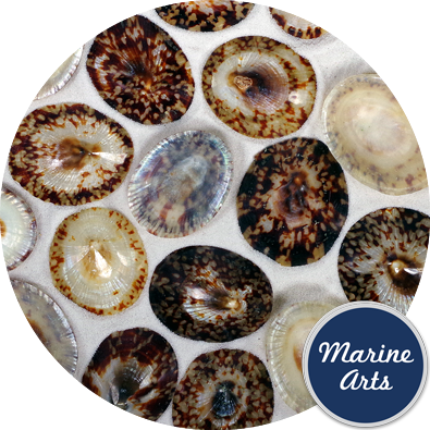 Polished Limpet Shells - 50mm, Marine Arts - Wholesale Shells