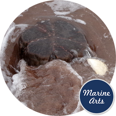 Polished Tahong Mussel Pair 7.5-10cm, Marine Arts - Wholesale Shells