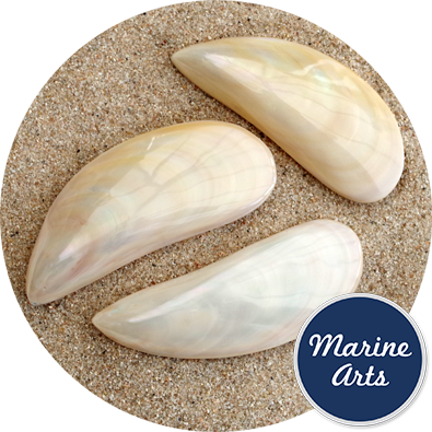 Polished Tahong Mussel Pair 7.5-10cm, Marine Arts - Wholesale Shells