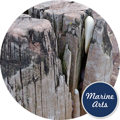 Polished Tahong Mussel Pair 7.5-10cm, Marine Arts - Wholesale Shells