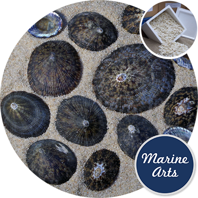 Limpet Shells Medium, Marine Arts - Wholesale Shells