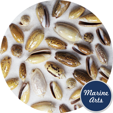 Marine Arts - Wholesale Shells
