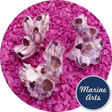 Barnacle - Standard Cluster 7.5-12.5cm, Marine Arts - Wholesale Shells