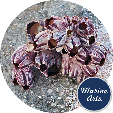 Starfish Barnacles & Urchins, Marine Arts - Wholesale Shells