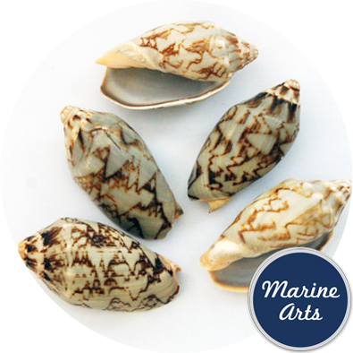 Bats Wing Shells - Medium, Marine Arts - Wholesale Shells