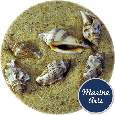 Hobby & Craft Pack - Bear Conch, Marine Arts - Wholesale Shells