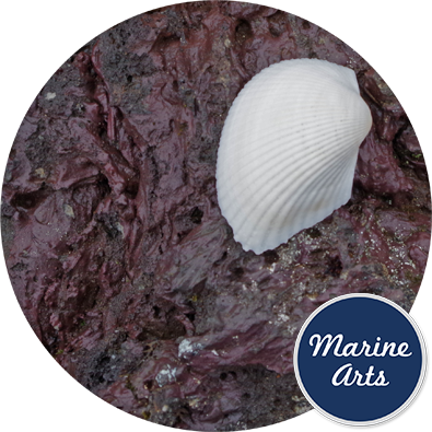 White Litob, Marine Arts - Wholesale Shells
