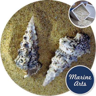 Beachcomber Shells from beyond the UK, Marine Arts - Wholesale Shells