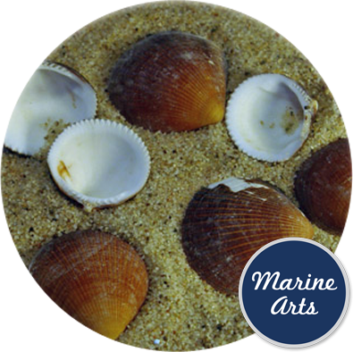 Small & Medium Shells, Marine Arts - Wholesale Shells