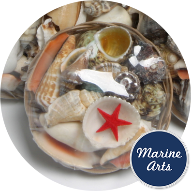End of Range Sale, Marine Arts - Wholesale Shells