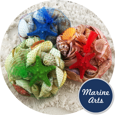 End of Range Sale, Marine Arts - Wholesale Shells