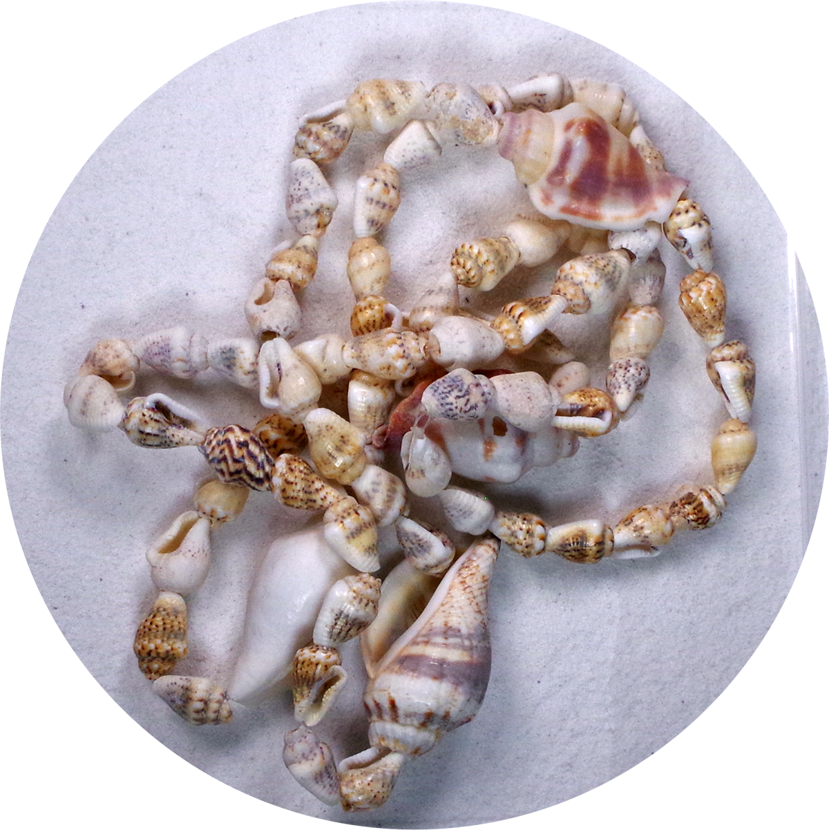 Marine Arts - Wholesale Shells